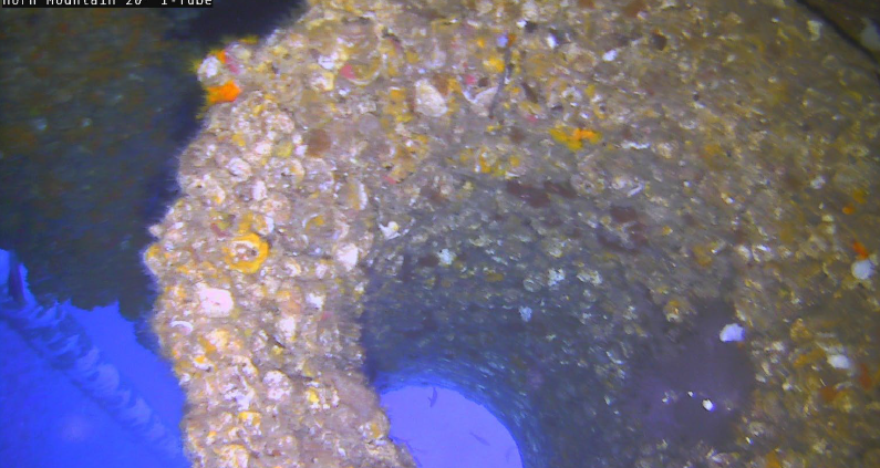 Internal Cleaning: Multiple 20" I-Tubes in the Gulf of Mexico - AISUS